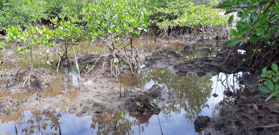 Environmental Studies in Indonesia | Khiri Campus